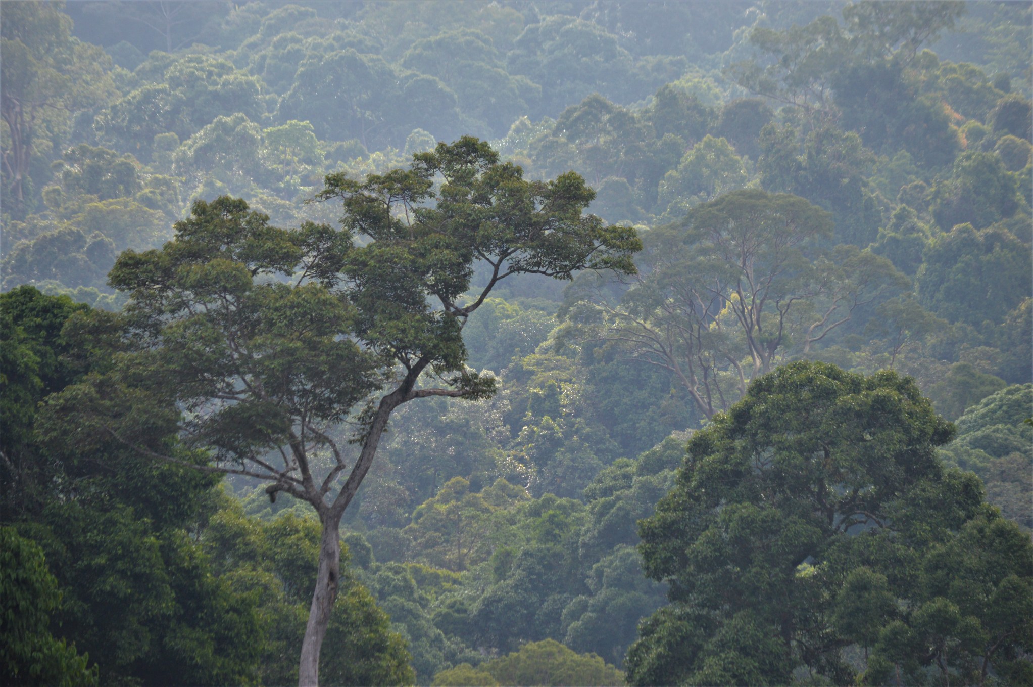 Ultimate Jungle Survival Trek in Borneo – lostborneo travel blog